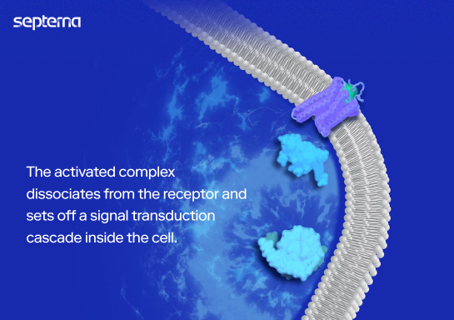 [셉터나(Septerna)] 약물 치료가 어려운 표적에 대응하는 치료제 개발사 셉터나 - 로아AI