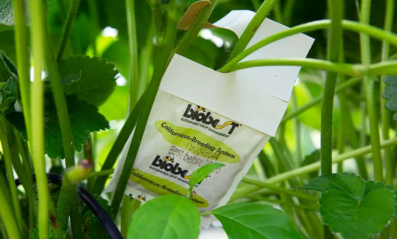 [바이오베스트(Biobest)] 벨기에의 생물학적 방제 제품 개발기업 - 로아AI